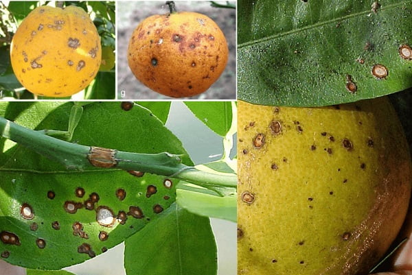 Citrus Anthracnose Disease: How To Identify and Control?