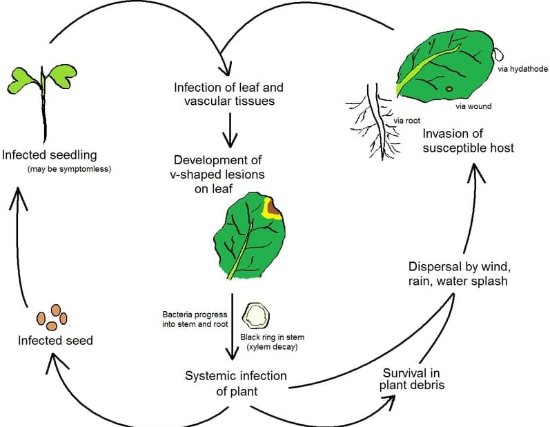 Plant Disease Definition and Importance - ToAgriculture