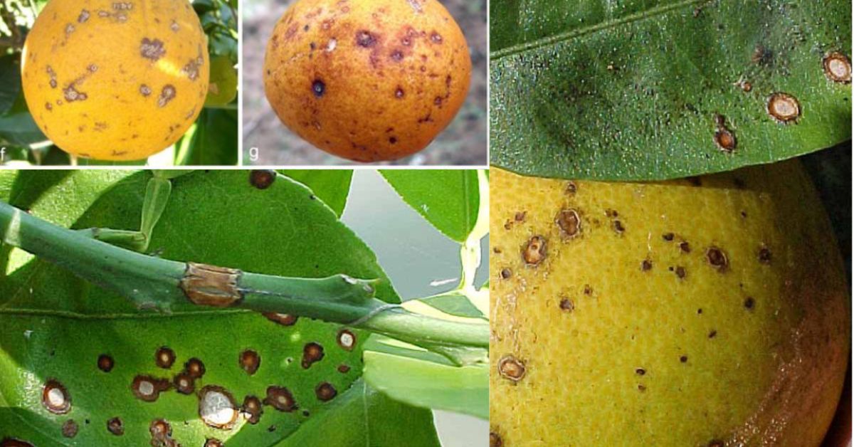How to Identify, Prevent, and Control Citrus Anthracnose Disease ...
