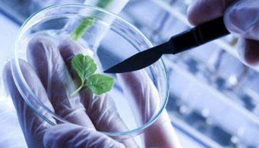 Virus-Resistant Transgenic Plants: A Crop Protection- ToAgriculture