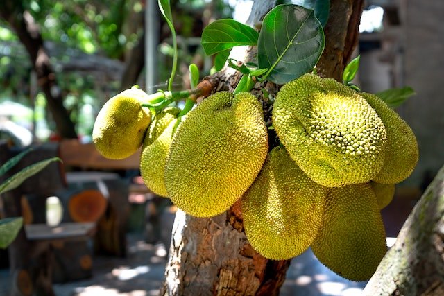 The Health Benefits of Eating Jackfruit: A Nutritional Powerhouse