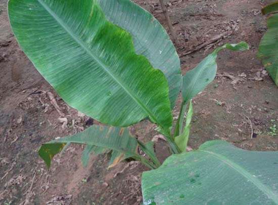 How To Treat Banana Tree Diseases: A Comprehensive Guide