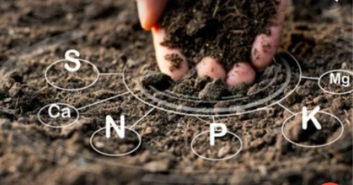 How To Make Farm Yard Manure? An Easy Guidelines