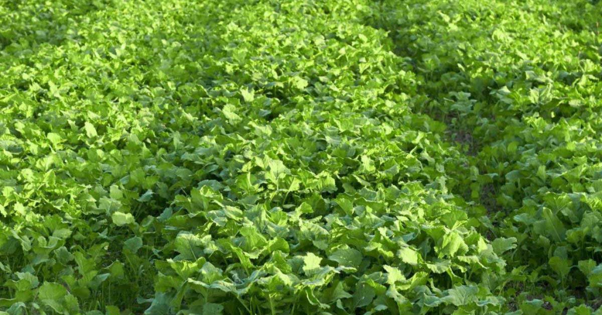 How Does Green Manure Helps Maintain Soil Fertility?