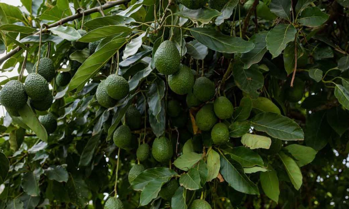 Nabal Avocado Tree