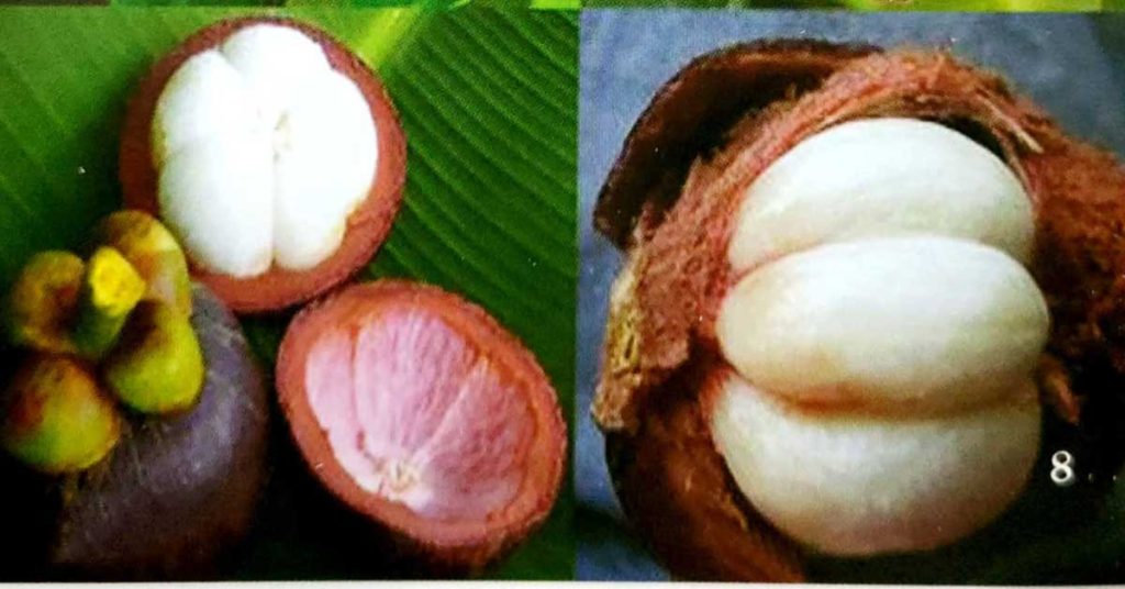 How To Cultivate Mangosteen Fruit Tree? A Step-By-Step Guide