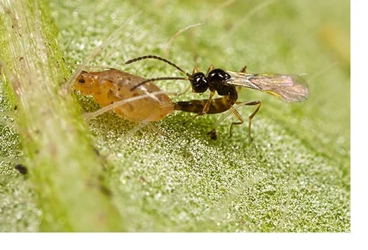 Biological Agents For Pest Control: Crop Pest Control With Insects