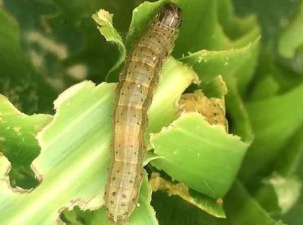 Fall Armyworm in Maize: How Do You Stop? - ToAgriculture