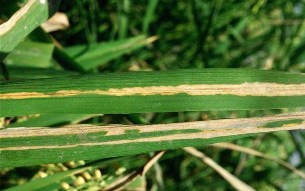 Bacterial Blight of Rice: Symptoms, Causes, and Management - ToAgriculture
