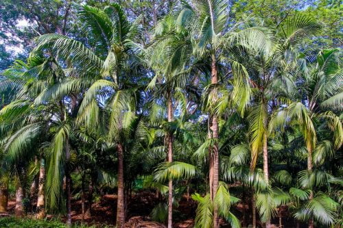 Coconut Farming Methods: From Seedling Planting To Harvesting