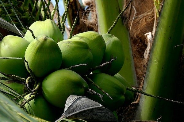 Coconut Farming Methods: From Seedling Planting To Harvesting
