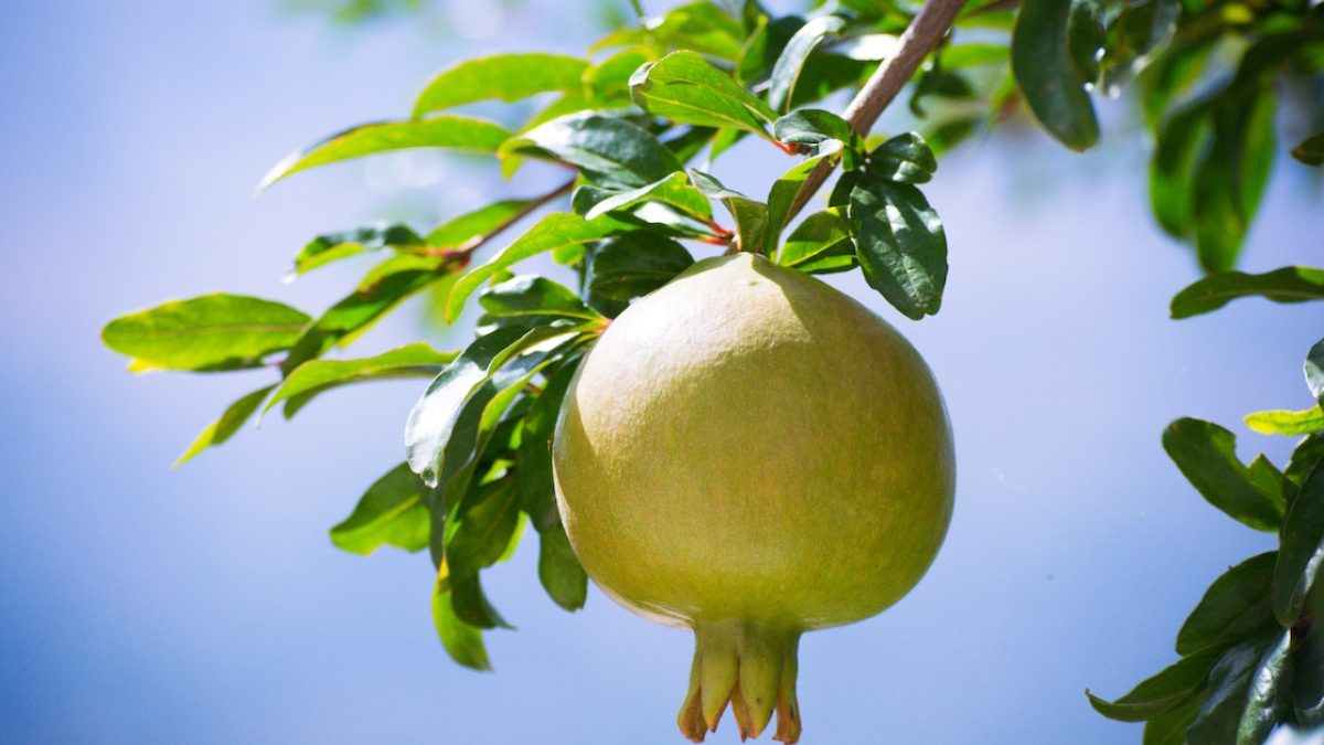 Growing Pomegranate Trees In Florida