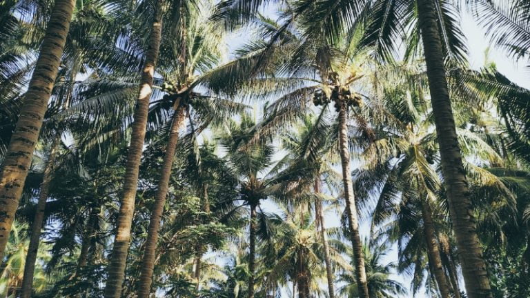 Coconut Farming Methods: From Seedling Planting To Harvesting