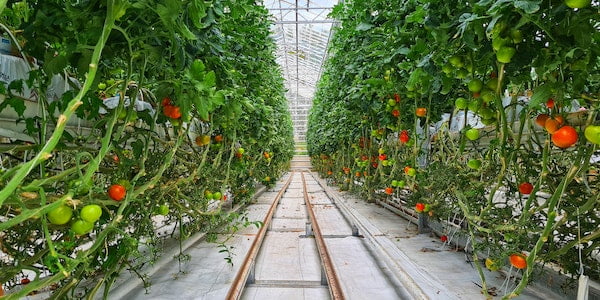 Tomato Farming Business Strategy: A Beginner's Guide