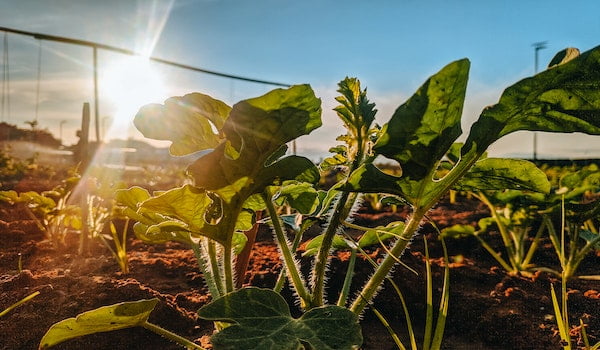 Organic Farming Advantages: It Boosts Sustainable Production