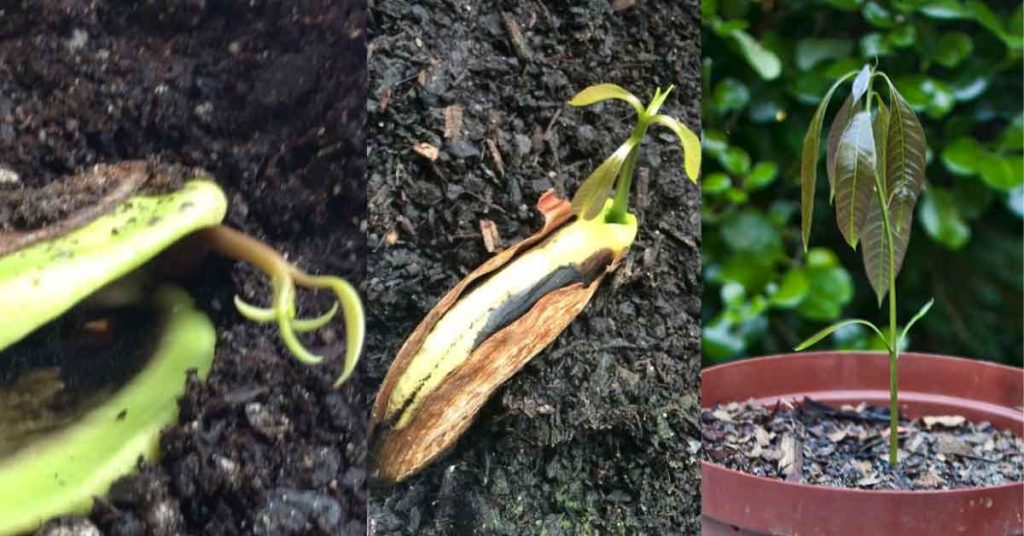 How to Grow a Mango Tree from Seed: A Beginner's Guide