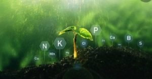 17 Essential Nutrients For Plants: A Comprehensive Guide