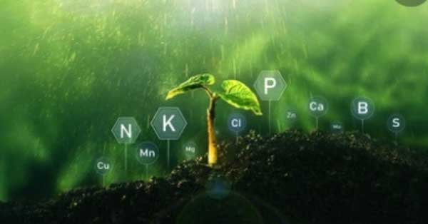 17 Essential Nutrients For Plants: A Comprehensive Guide