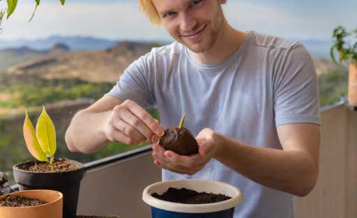 How to Grow a Mango Tree from Seed: A Beginner's Guide