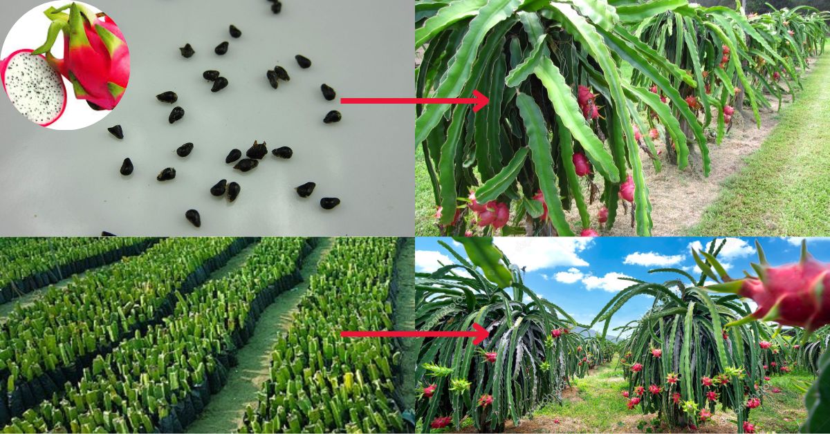 Dragon Fruit Growing from Seed and Cuttings: A to Z Guideline