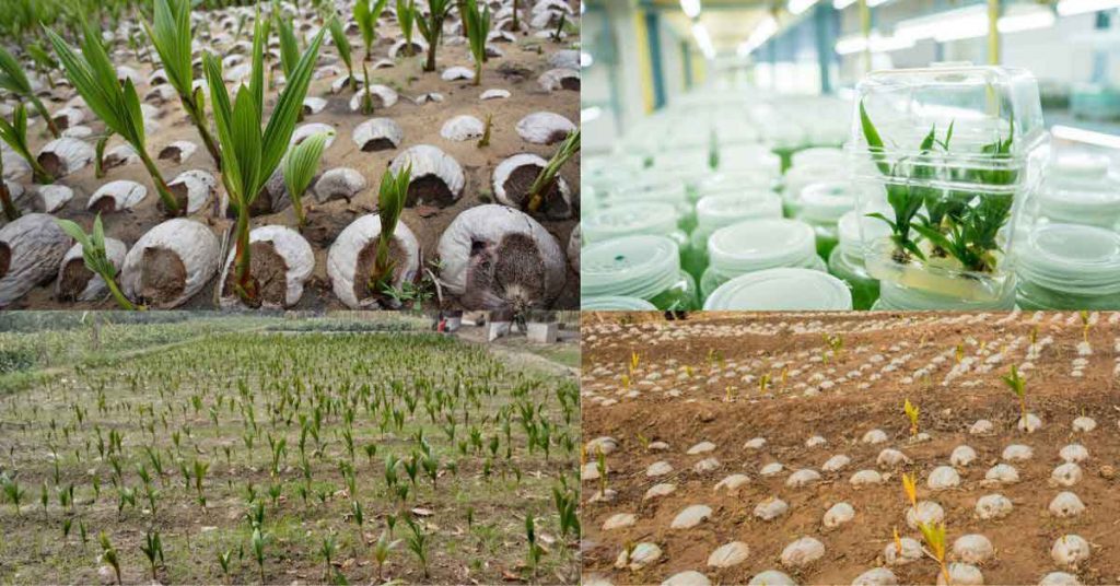 Coconut Propagation Methods: Techniques for Successful Growth
