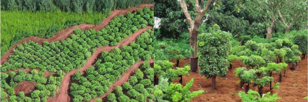Different Types of Sustainable Agroforestry Systems - ToAgriculture