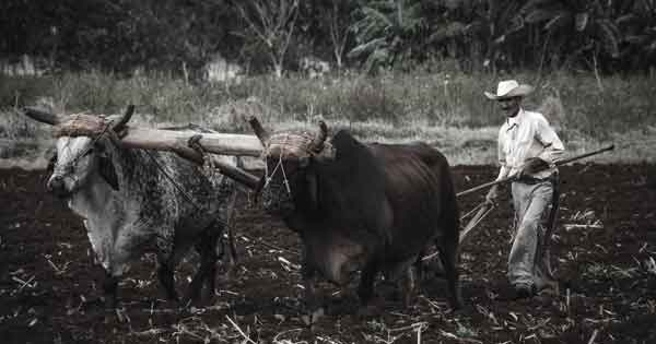 5 Timeless Farming Techniques That Are Still Relevant Today