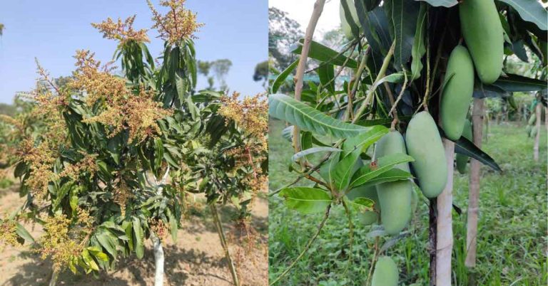The Best Fertilizer for Mango Tree: When and How to Apply