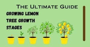 Growing Lemon Tree Growth Stages and Care Tips: Ultimate Guide