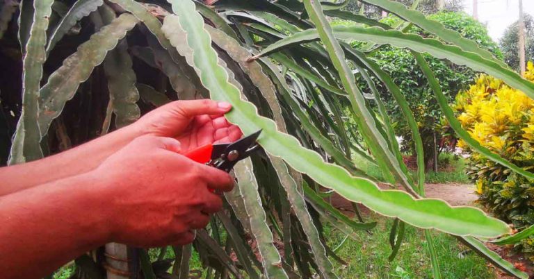Properly Dragon Fruit Tree Training: A Complete Pruning Guide