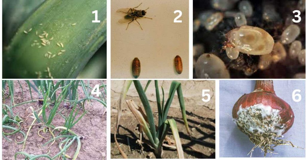 How Do You Start Onion Farming in The USA? A Complete Guide