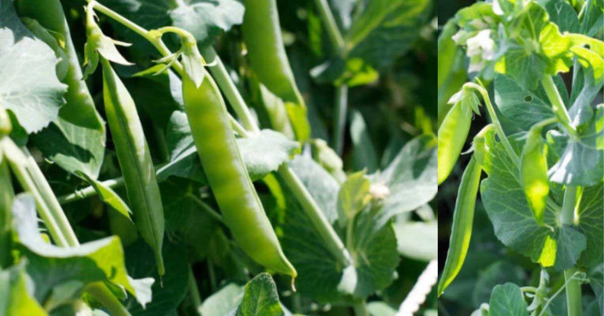 How To Do Growing Peas in the USA? A to Z Guidelines