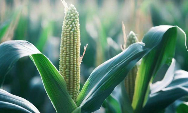 Maize Farming (Corn) Techniques: Essential Tips for Beginners