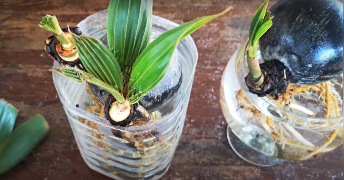Can You Sprout a Coconut in Water? A Beginner's Guide - ToAgriculture