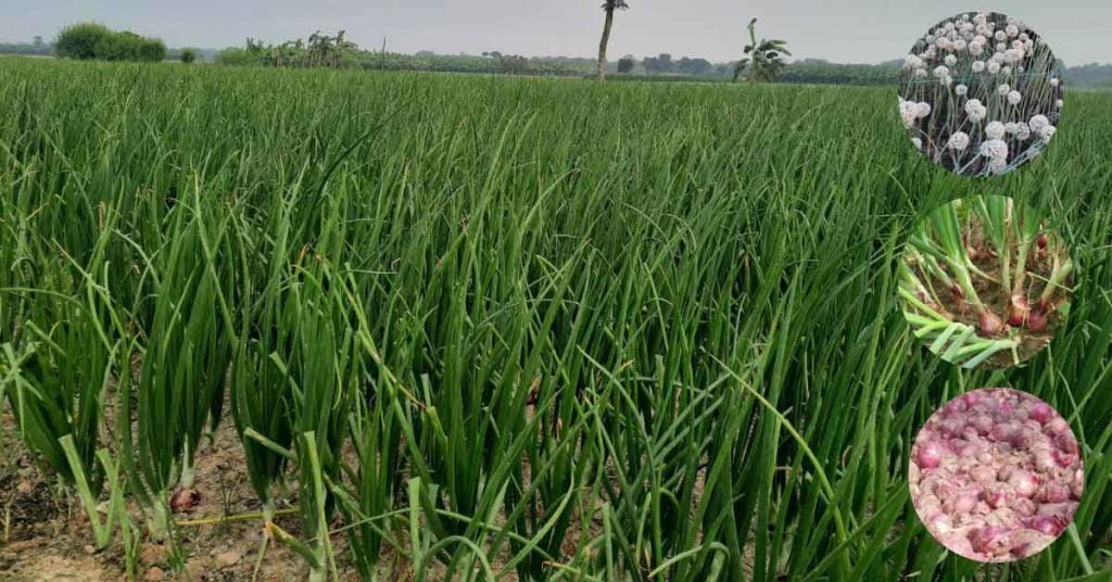 How Do You Start Onion Farming in The USA? A Complete Guide