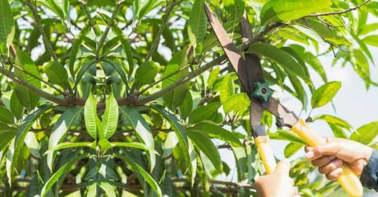 Pruning Mango Trees in Florida: How and When - ToAgriculture