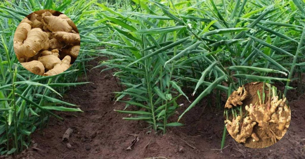 Organic Ginger Farming: A Comprehensive Guide for Beginners