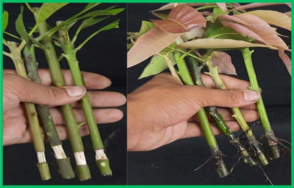 Successful Mango Propagation with Stem Cuttings - ToAgriculture