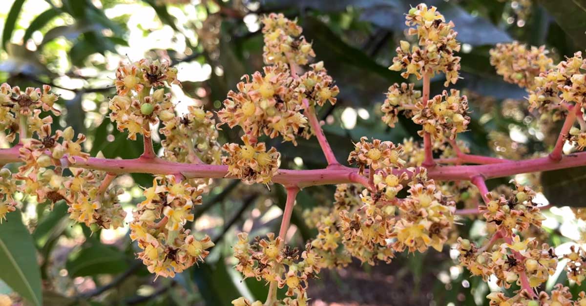 Mango Tree Flowering Stages: Tips and Tricks to Boost Yields