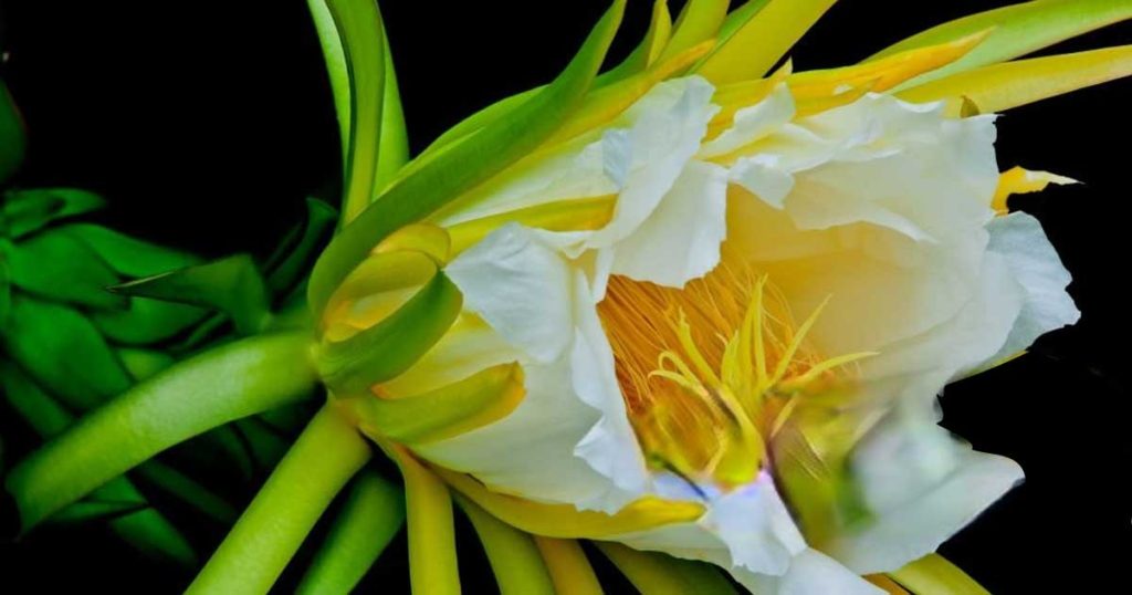 Dragon Fruit Flower Stages: The Magical Life Cycle - ToAgriculture