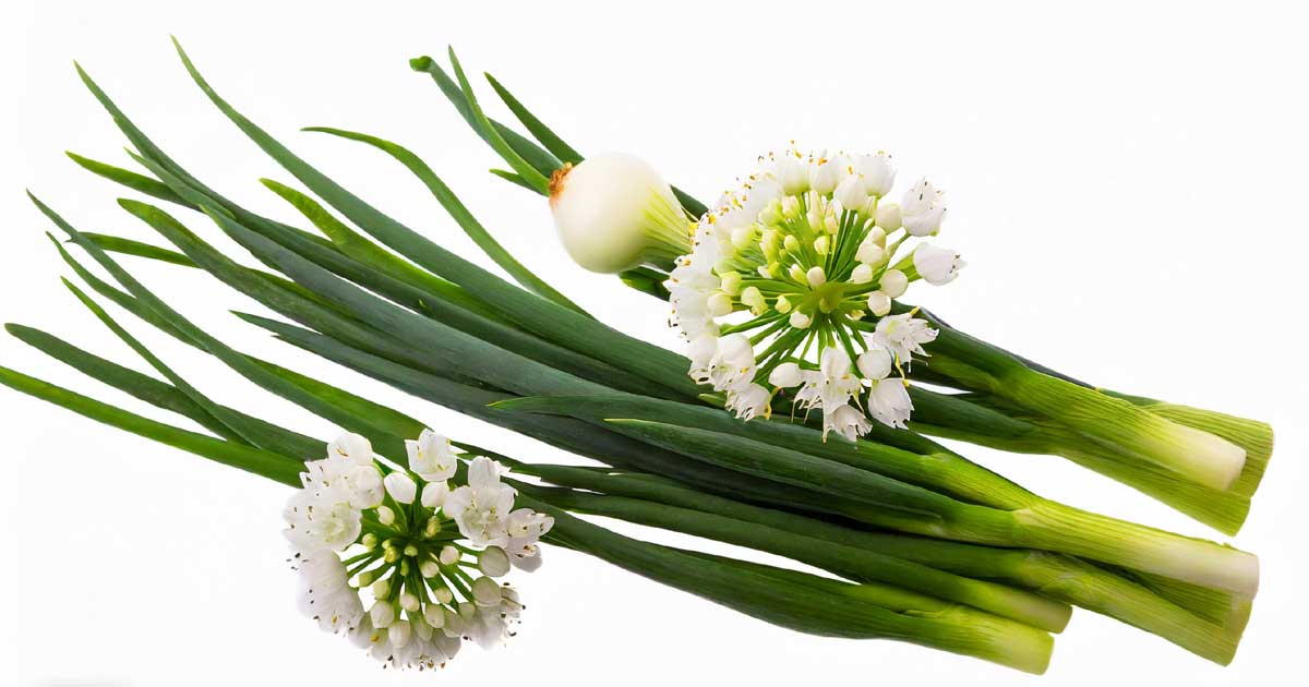 Green Onions With Flowers: Blooming Flavors Unveiled - ToAgriculture