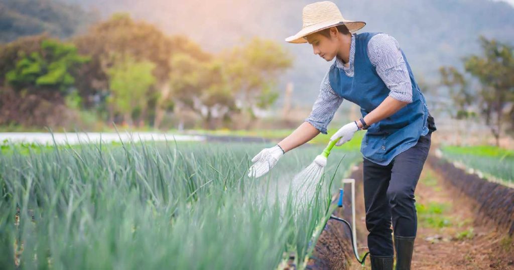 How to Fertilize Onions: When, How, and What to Use - ToAgriculture