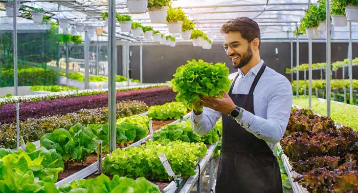 A Timeline for Fertilizing Your Lettuce Throughout its Life Cycle