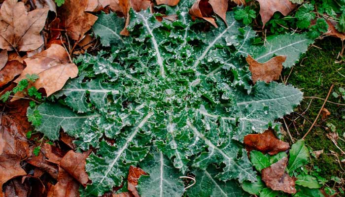 How to Harvest Wild Lettuce: For Foragers and Herbalists - ToAgriculture