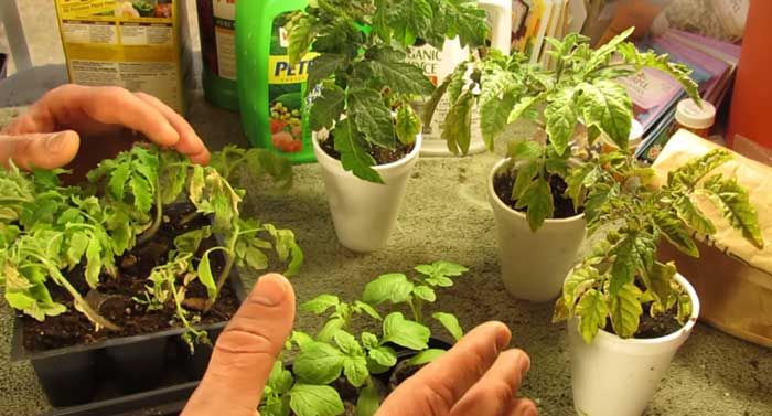 Over-Fertilized Tomatoes SOS: Diagnose & Fix It Now! - ToAgriculture