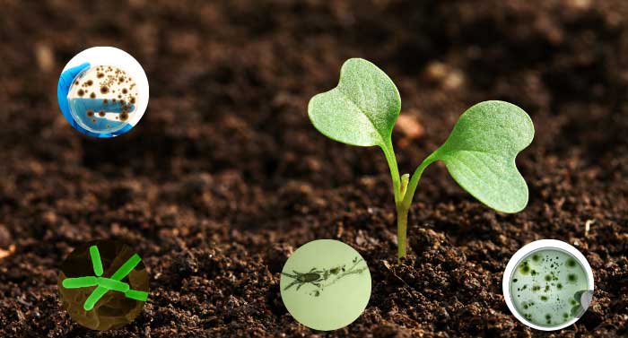The Soil Microorganisms and Soil Health Explained - ToAgriculture