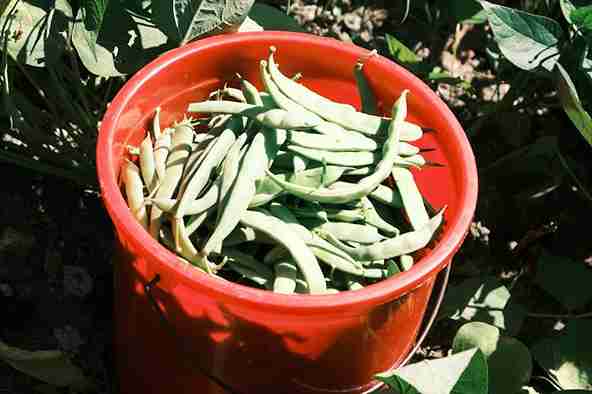 Green Bean Container Gardening: Tips for a Bountiful Harvest