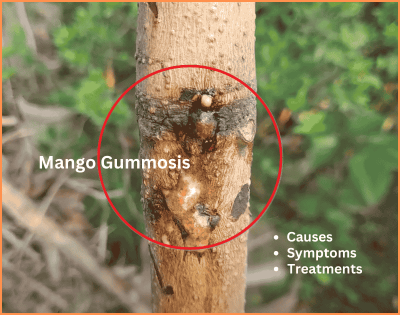 How to Identify, Prevent, and Treat Mango Gummosis - ToAgriculture